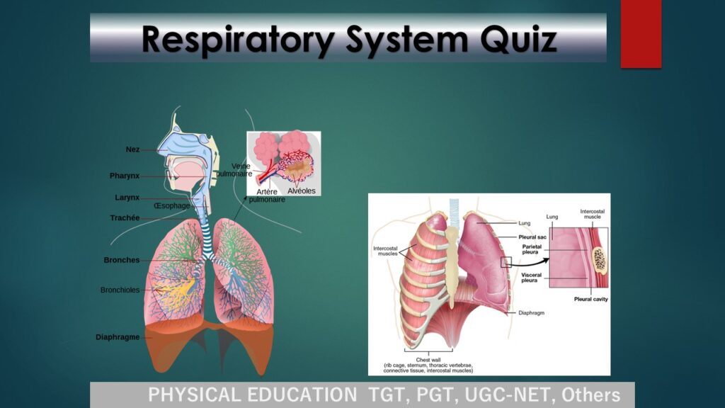 Respiratory System Quiz : 15 Important MCQs to Ace Your PE Exam ...